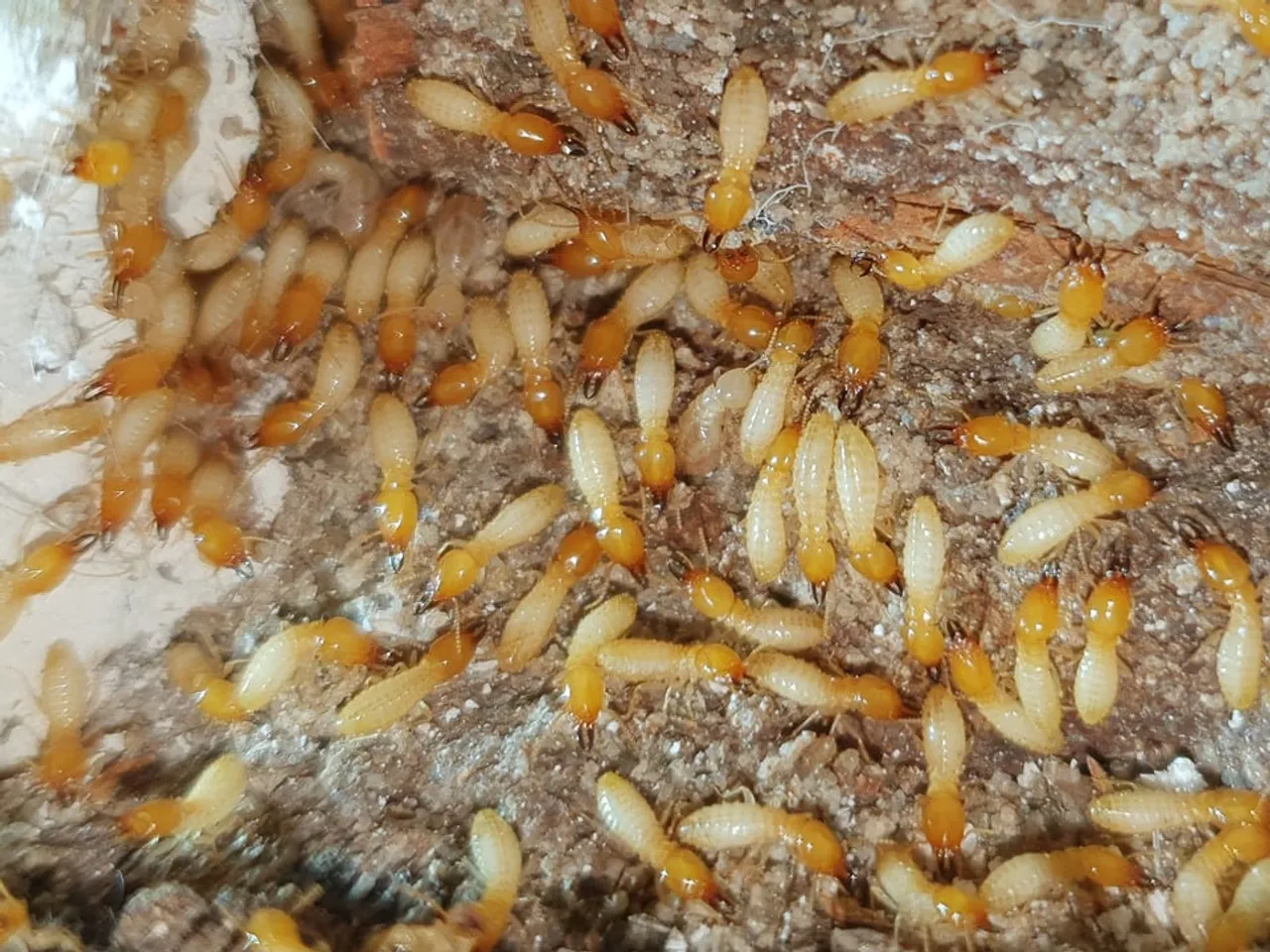 Micropest Pest Control Sydney